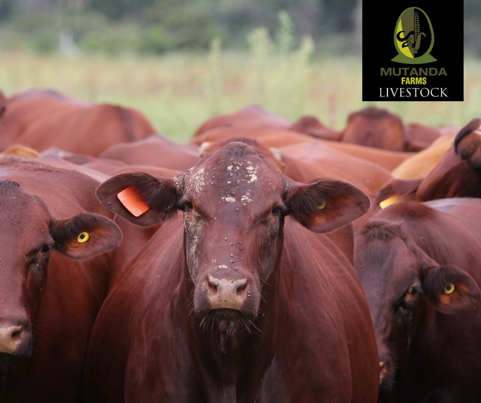 Cattle – Mutanda Farms ltd