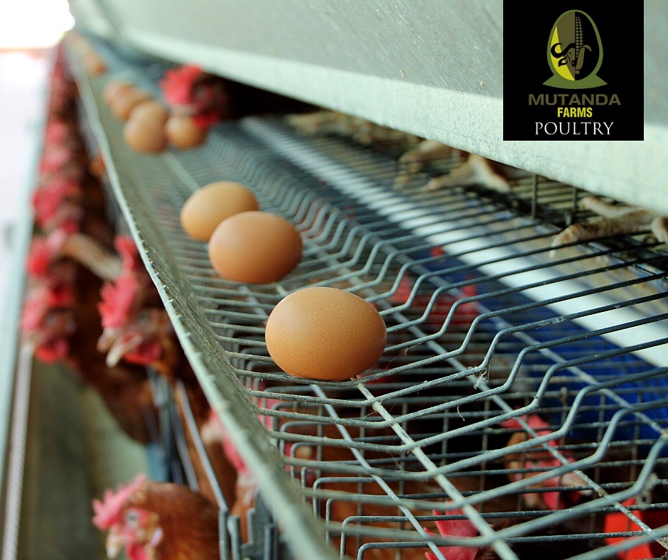 Zambia – Mutanda Farms ltd