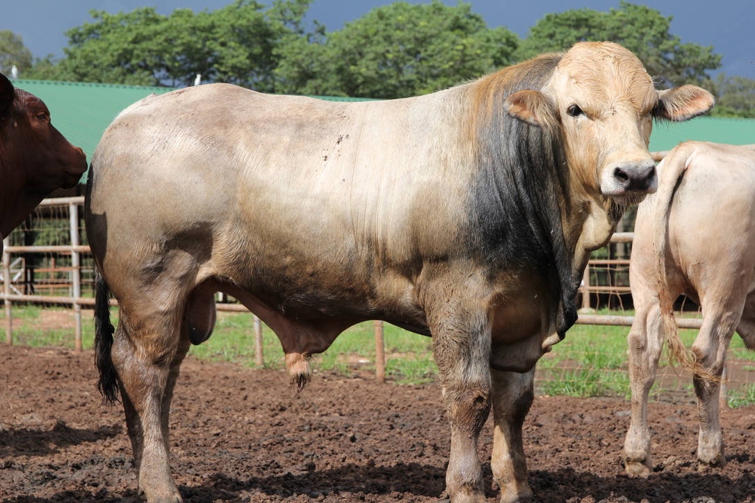 Romagnola – Mutanda Farms ltd