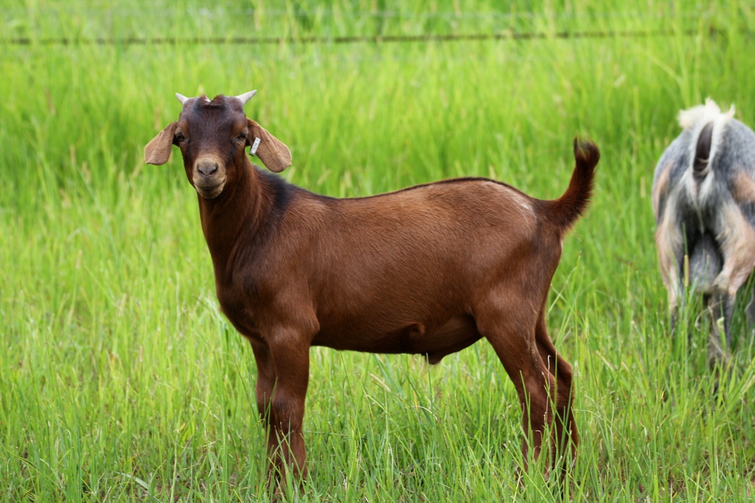 high standard – Mutanda Farms ltd