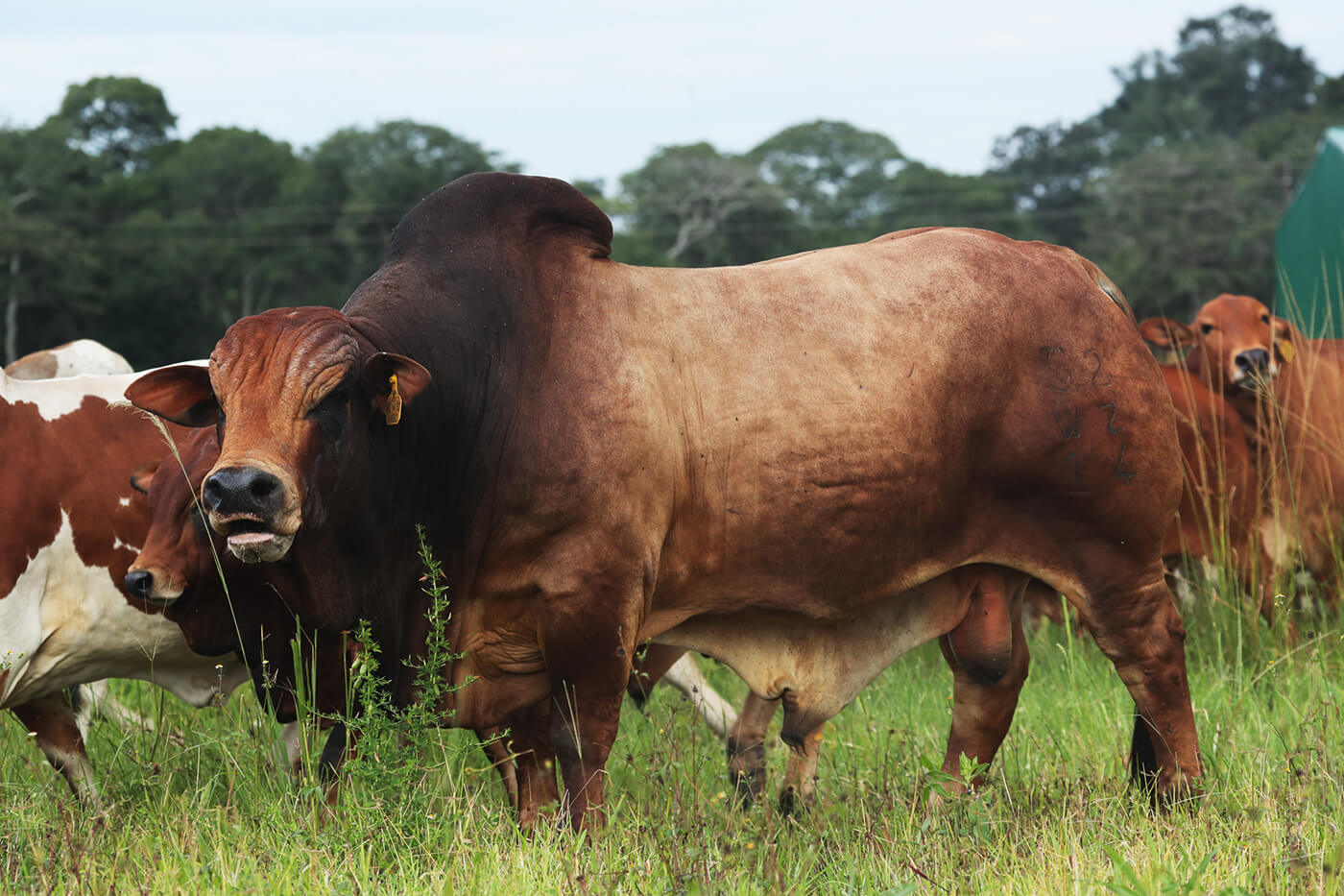 Livestock - Mutanda Farms